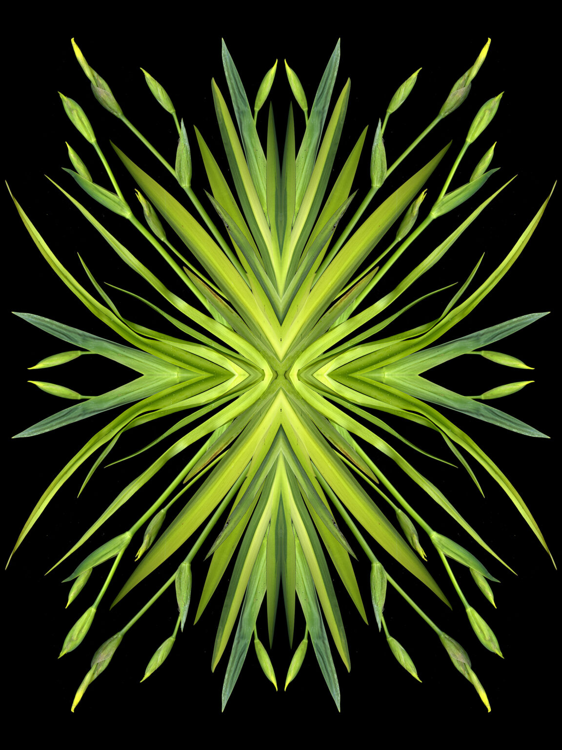 Art – Ellis Hollow